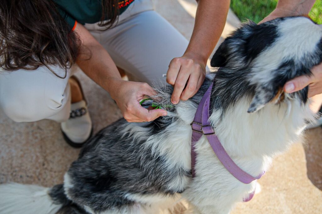 Campanha de Microchipagem atendeu mais de 100 animais na 1ª edição ...