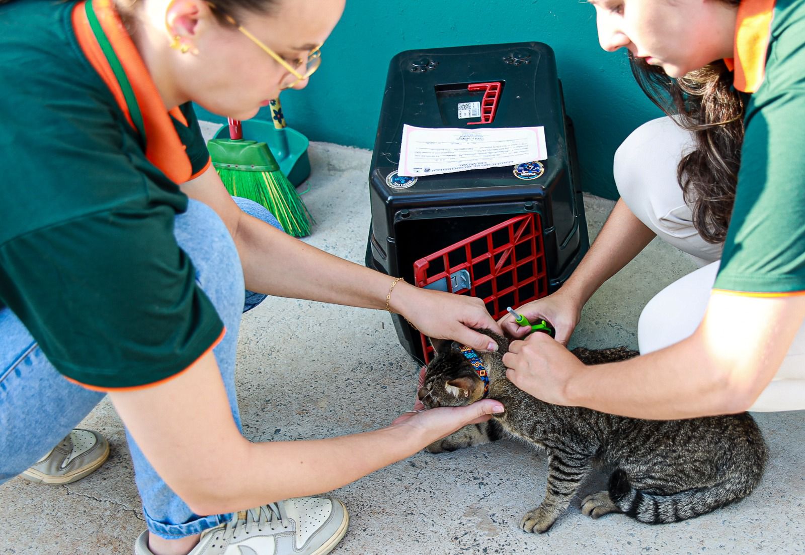 Campanha de Microchipagem atendeu mais de 100 animais na 1ª edição ...
