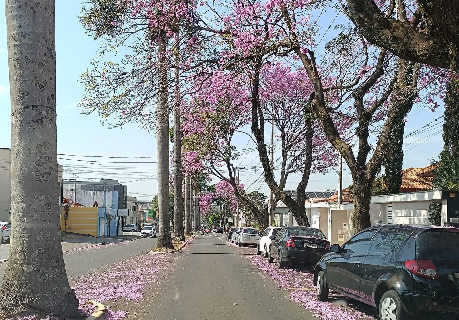 Incentivo do replantio de diversas espécies em Nova Odessa - Todo Dia