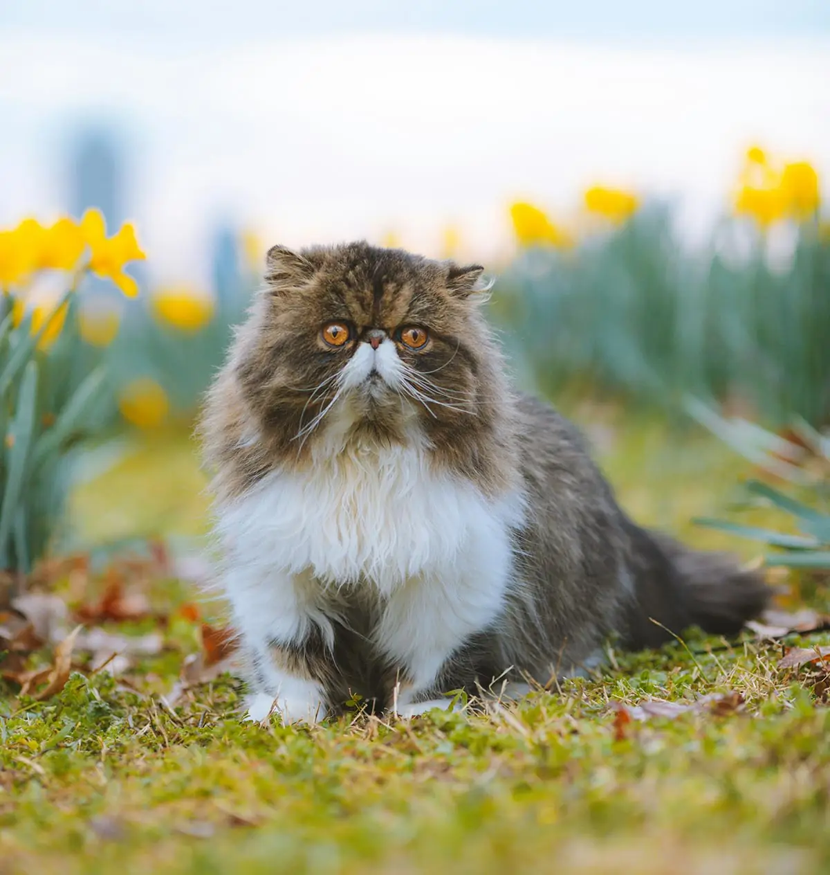 Gatinho Gato Persa